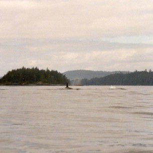 Johnstone Strait Gallery | Adventuress Sea Kayaking, Parksville ...