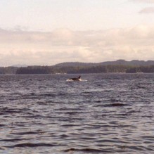 Johnstone Strait Gallery | Adventuress Sea Kayaking, Parksville ...