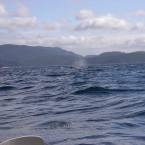 Johnstone Strait Gallery | Adventuress Sea Kayaking, Parksville ...